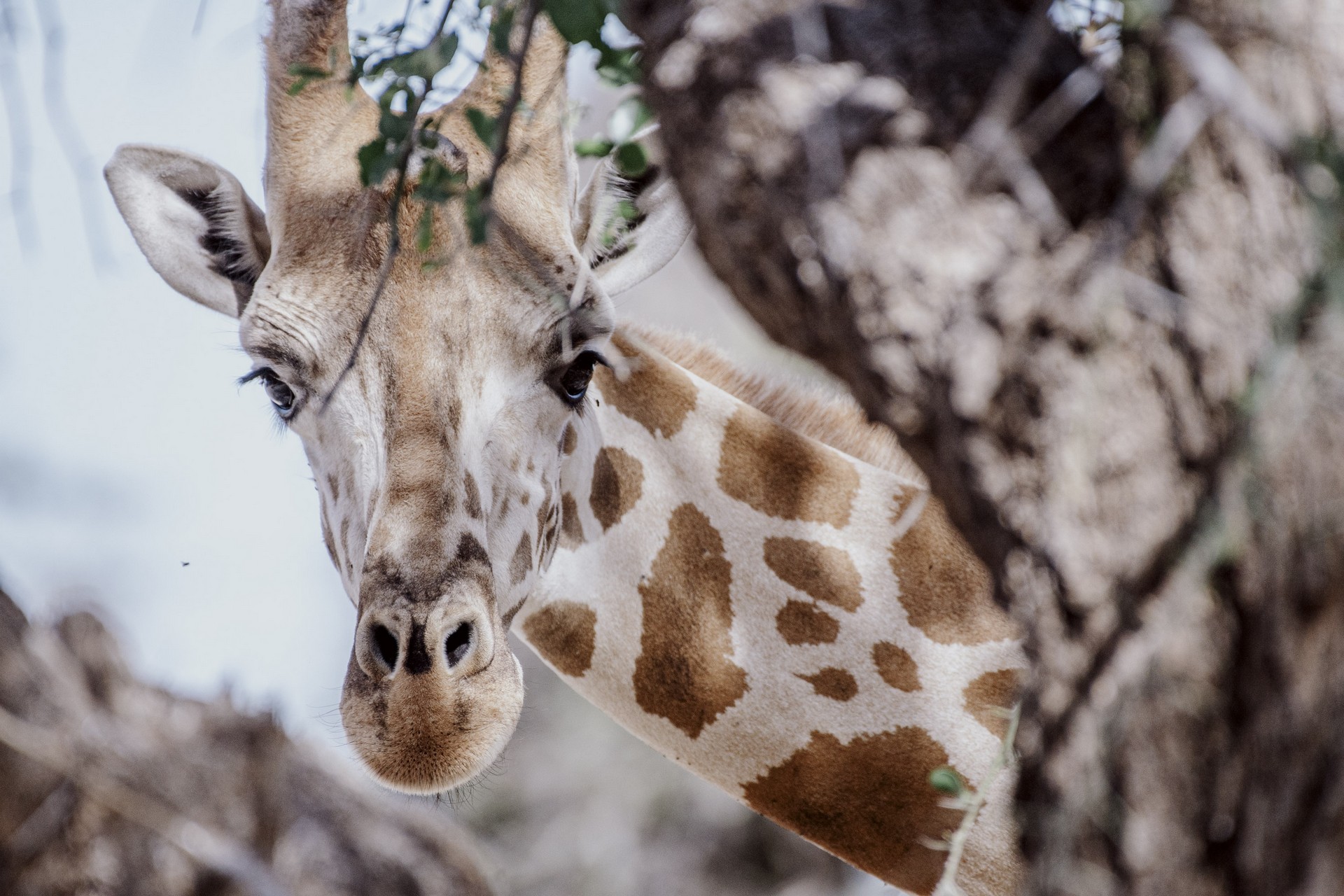 WILD AFRICA CONSERVATION